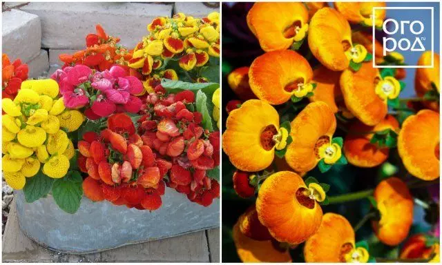 Calceolaria.