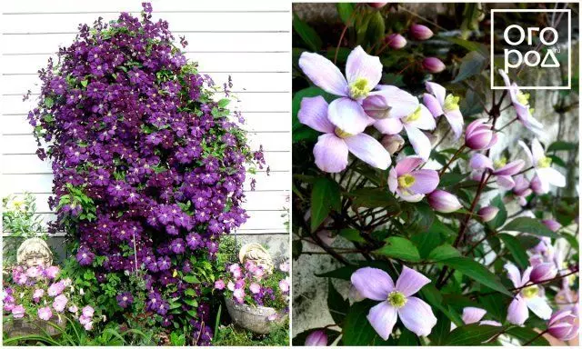 Clematis.