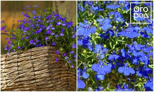 Lobelia