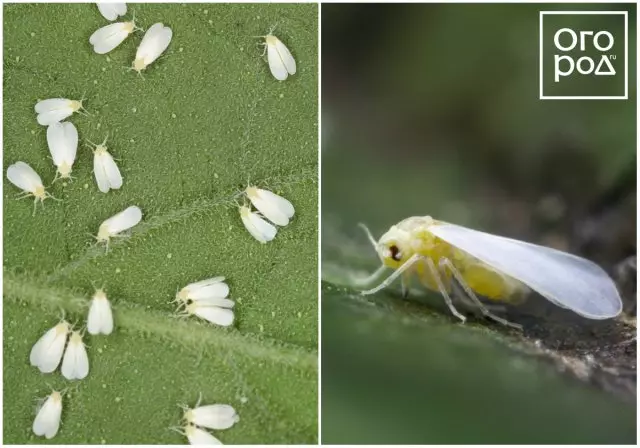 ଗ୍ରୀନ୍ହାଉସ୍ ରେ ହ୍ White ାଇଟଫ୍ଲିକିଂରୁ କିପରି ମୁକ୍ତି ପାଇବେ - ଯୁଦ୍ଧ କରିବାର ପ୍ରଭାବଶାଳୀ ଉପାୟ |