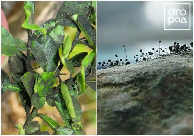 Yakatumirwa fungus, maitiro ekuita ne blonde mune greenhouse