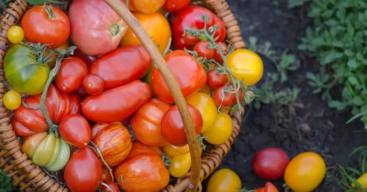 Quelles sont les tomates: la classification des espèces, des groupes et des variétés