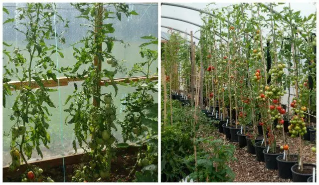 Tomatoes Interderminant.