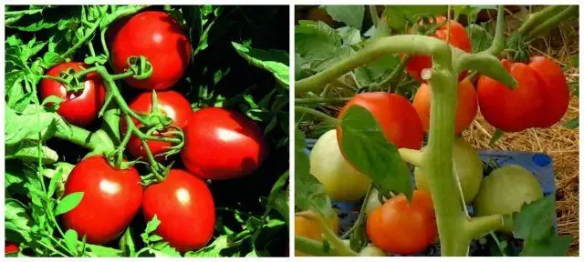 Ultra Supreme Tomato Grade Children's Sweet