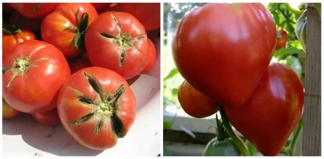 Lãnh đạo Tomatoa Multory của Redhead (Bison đường)