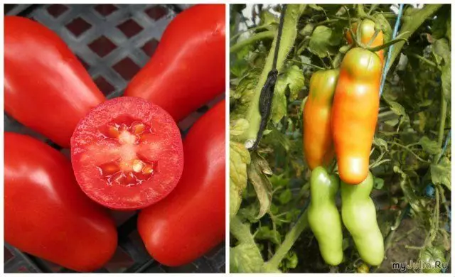 Midhranny variëteit aan tomaten Moskou delicates