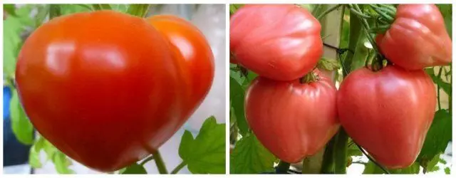 Mid-Vee Tomato Variety Budenovka