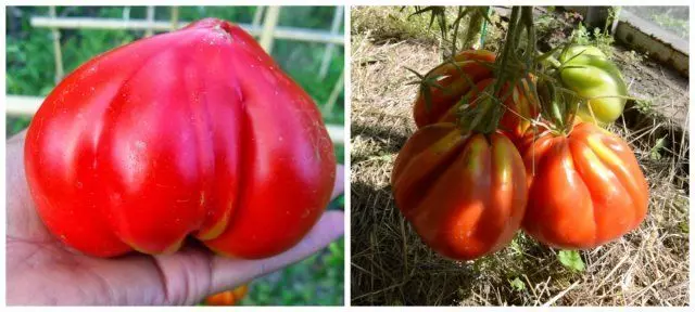 Corazón de toro de tomate veterior tardío