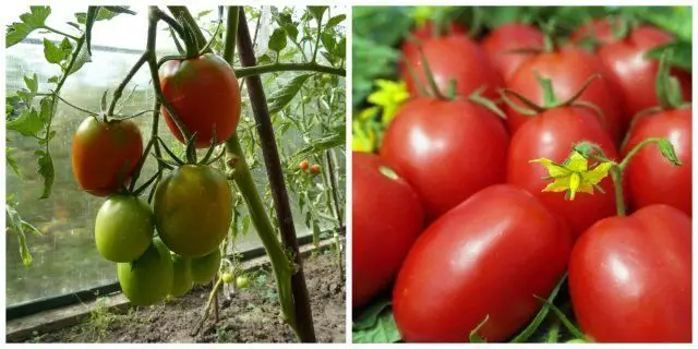 Tomato de Barao ความหลากหลายสำหรับการบรรจุกระป๋อง