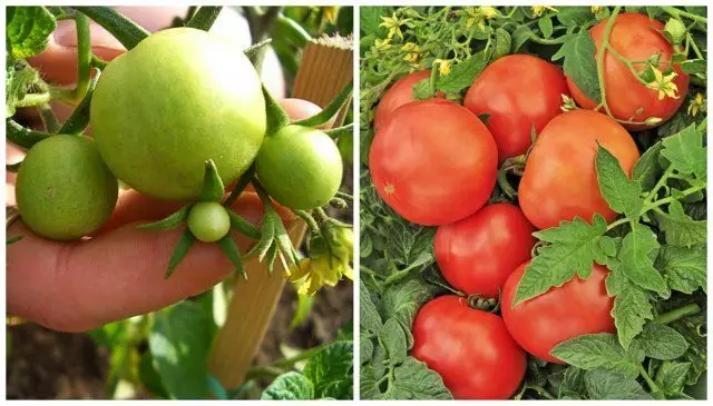 Tomate sorten sclowycsky fréi universell Destinatiounen