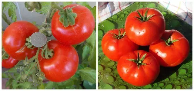 Tomaten variëteit Alaska