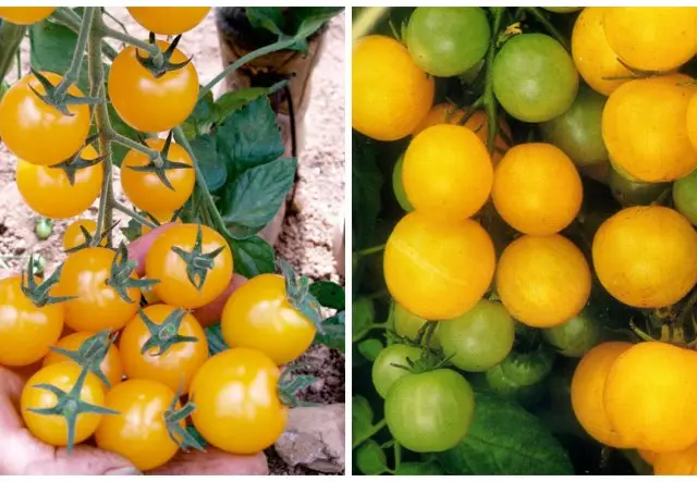 Tomate Cherry Sort Sort Yellow