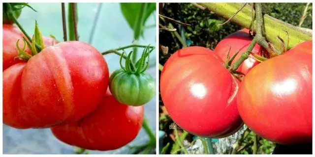 Tomate Varietéit rosa Riese