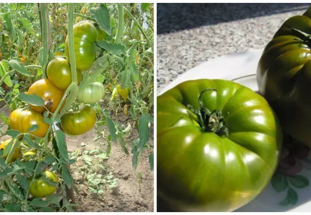 Tomate sortéieren Malachit Casket