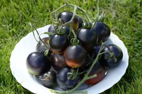 Tomatoes là gì: Phân loại loài, nhóm và giống 1678_46