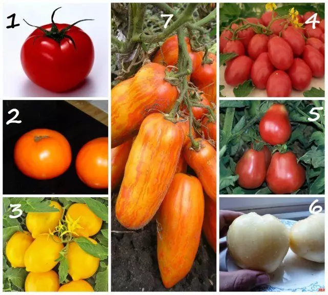 Fruits Formas de tomates