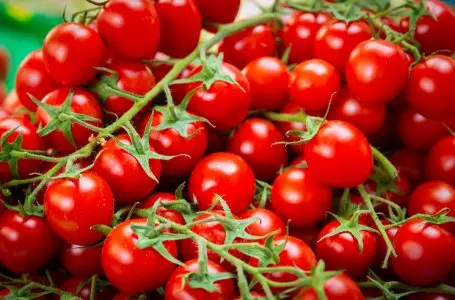 Tomatoes là gì: Phân loại loài, nhóm và giống 1678_54