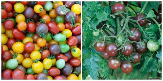 Tomate cereja