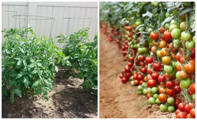 Tomates determinantes