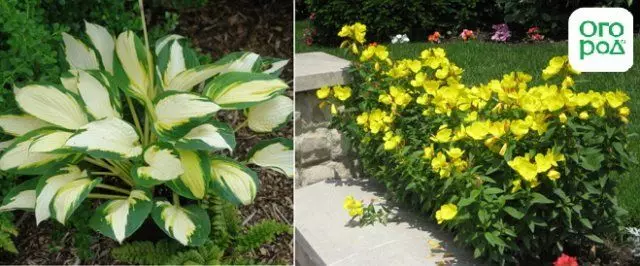 Hosts con hojas amarillas y enoteres en un macizo de flores.