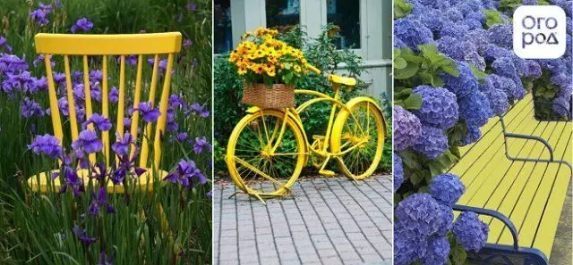 Kombinace žluté a fialové v zahradě