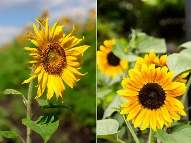 Dilaw na pandekorasyon Sunflowers.