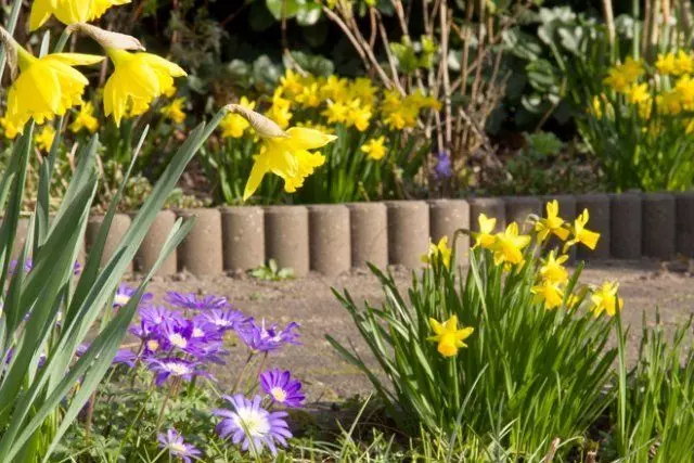 daffodils and anemones in the garden