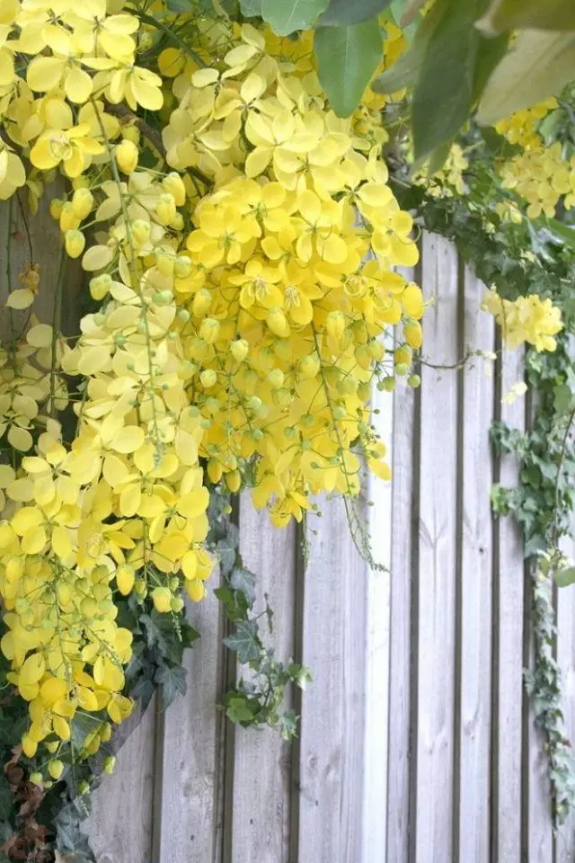 Cassia en el fondo del diseño del jardín de la cerca en amarillo.