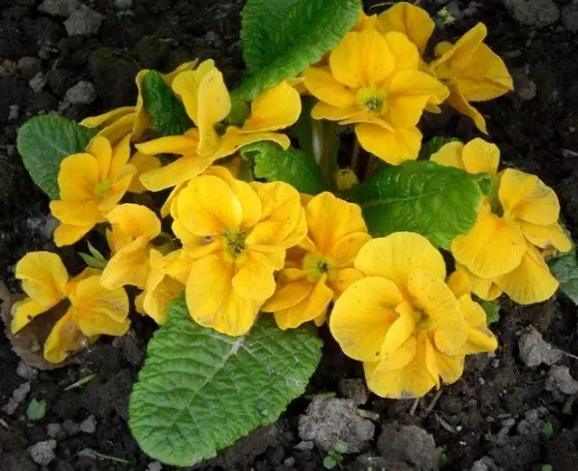Primula κίτρινο