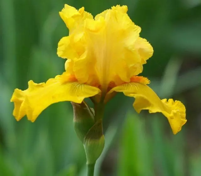 Iris amarillo