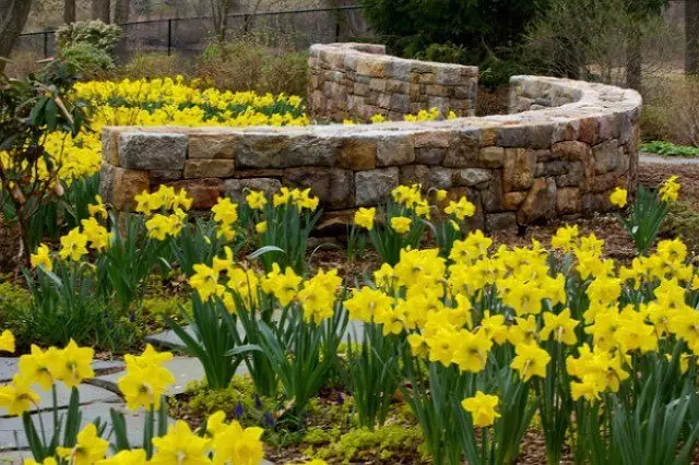 Brilaj daffodils en ĝardena dezajno