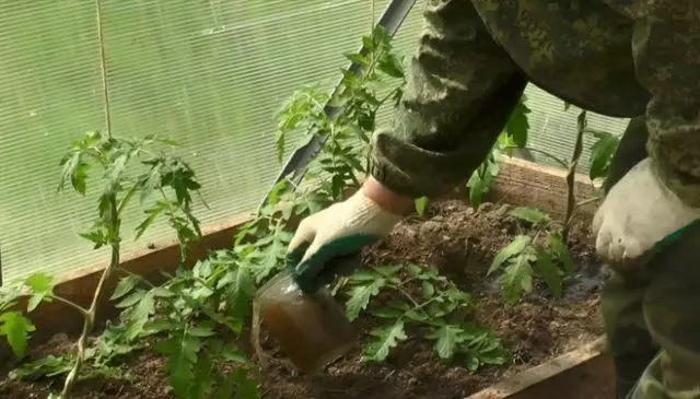 在温室里冻土番茄