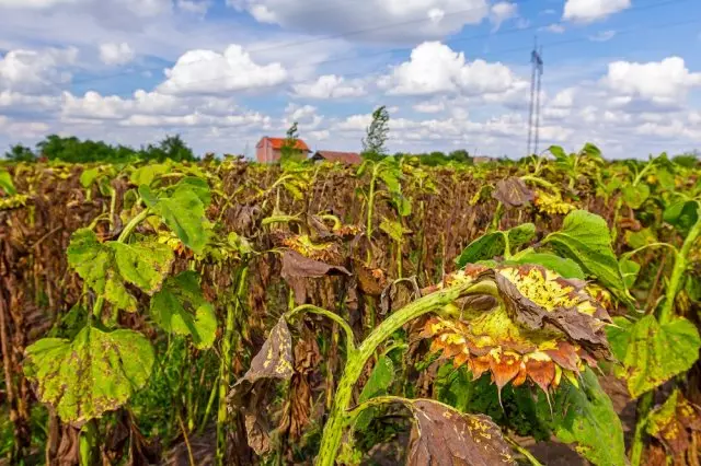 Les tournesols dans un processus de maturation, la récolte viennent très bientôt.