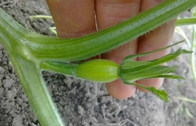 አዮዲን ለ Zucchini እና ዱባዎች