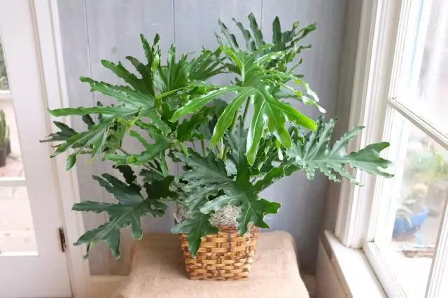 Philodendron.