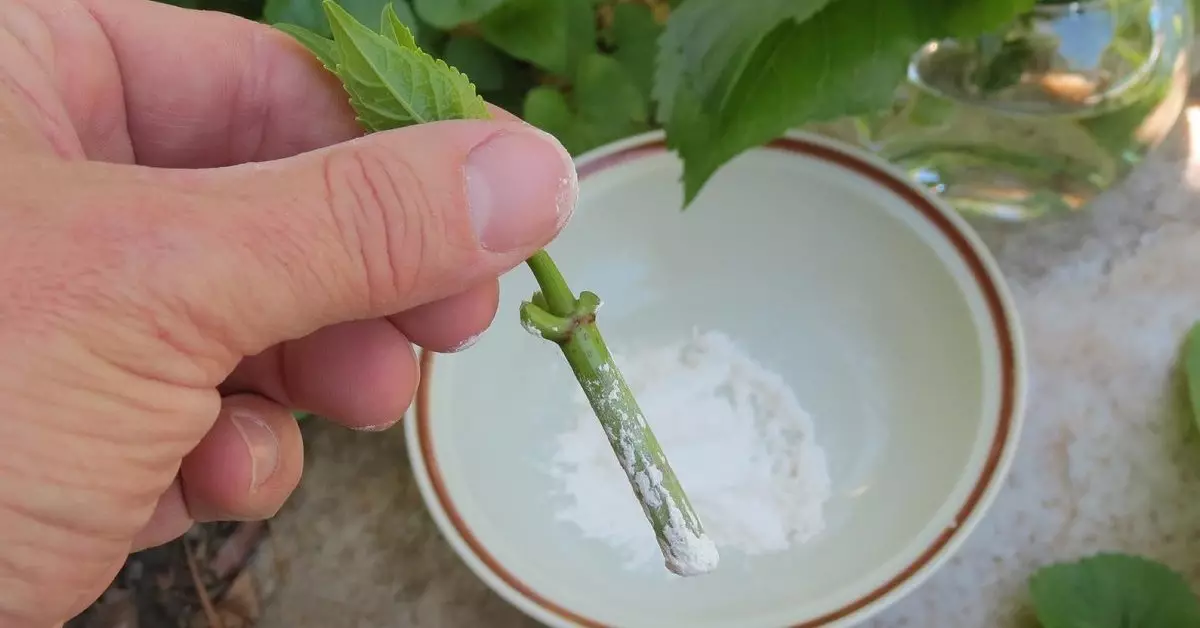 Reproduction d'été des plantes décoratives avec des boutures vertes