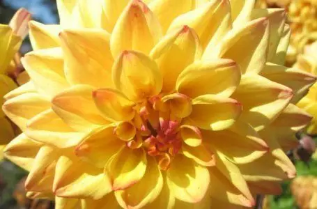 Красиві композиції з цибулинних квітів - 20 ідей з фото 169_9