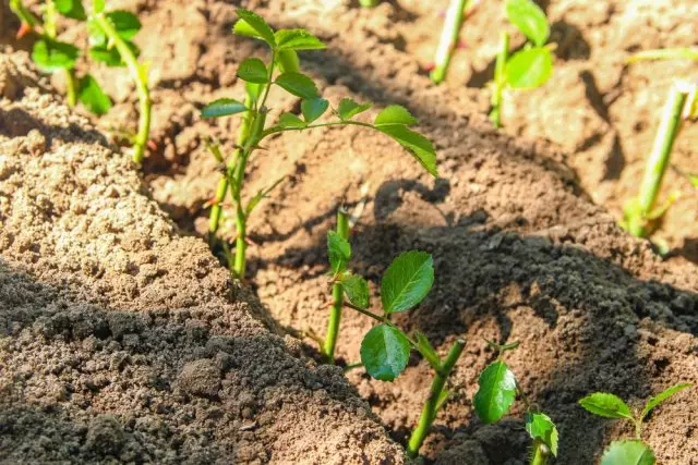 Trois façons de multiplier les plantes décoratives au printemps