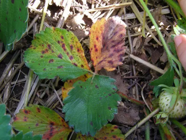 Que de traiter les fraises de maladies et d'organismes nuisibles