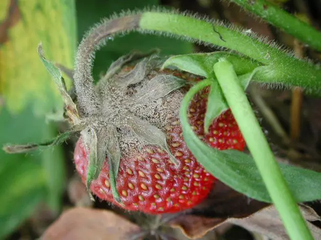 Strawberry subjigal