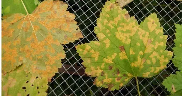 Comment découvrir ce que le cassis est malade?