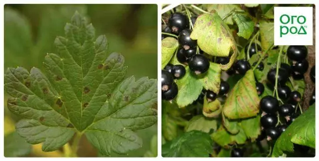 Antraznosis Currant