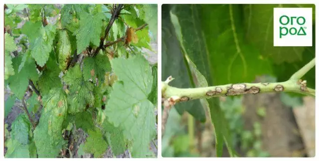 Askochitosis ఎండుద్రాక్ష