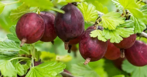 Hrănirea lui Berry Shrubnikov.