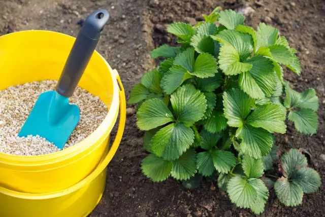 Fertilize strawberries