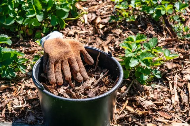 Mulch Strawberry