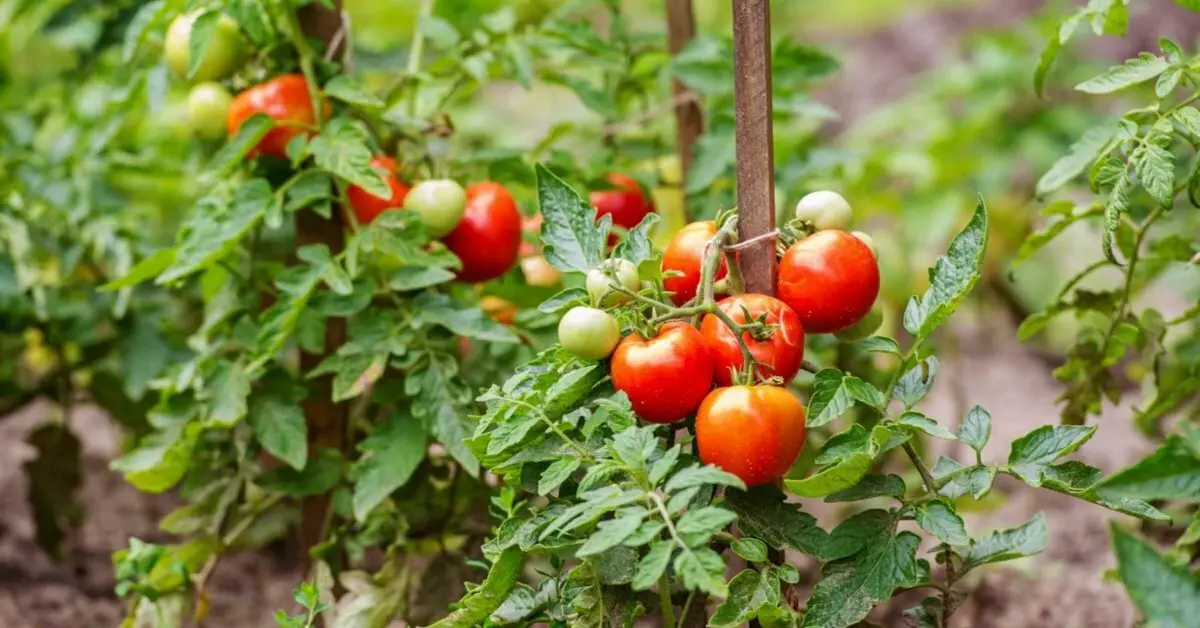 Comment faire pousser des tomates sans semis