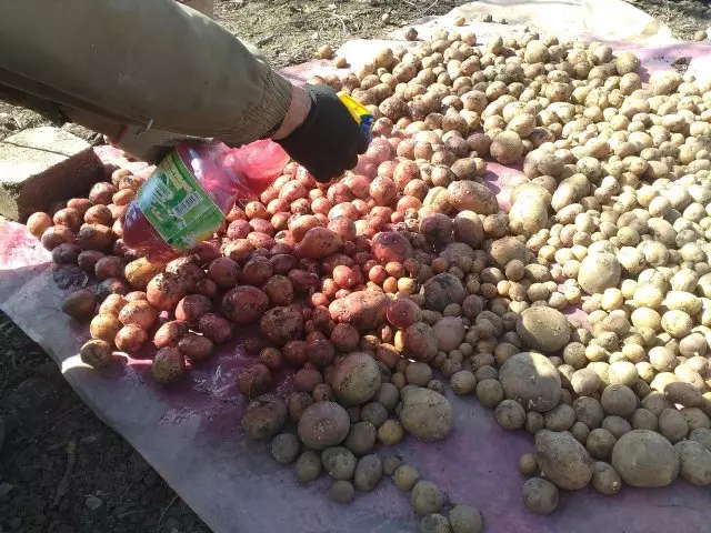 Pulvérisation de pommes de terre