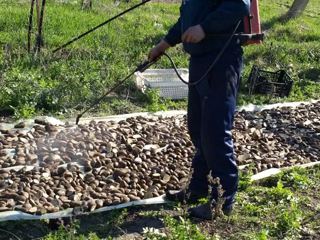 Protection contre la pomme de terre