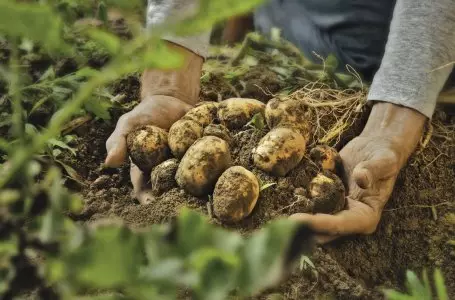 7 façons de préparer des pommes de terre à atterrir 1714_9